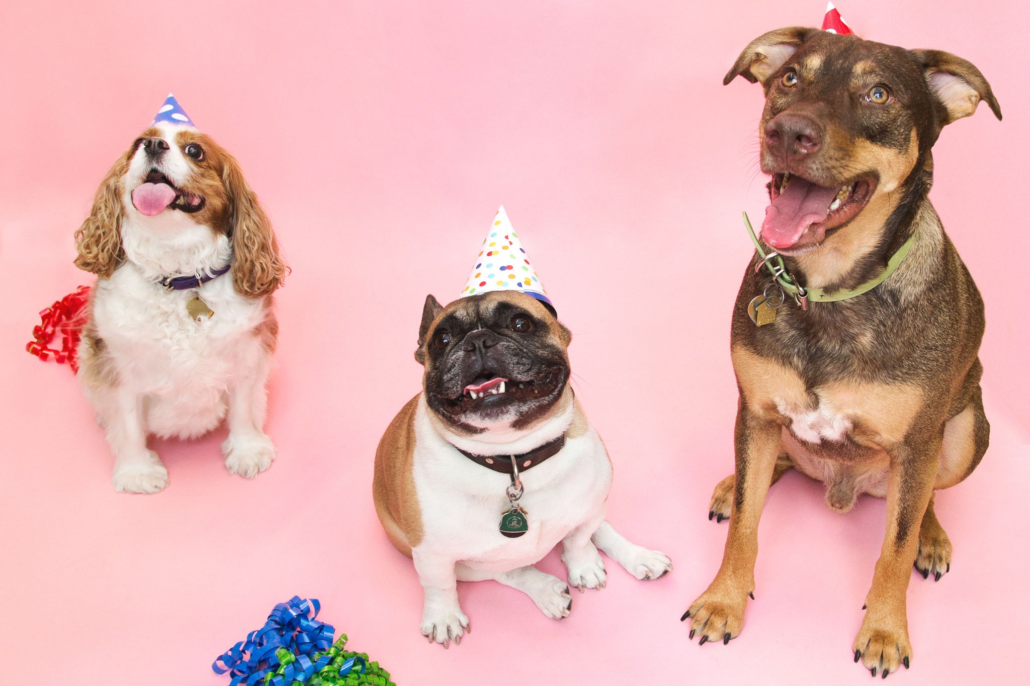 How to celebrate your Dog's Birthday in style with Happy Town Pets ...