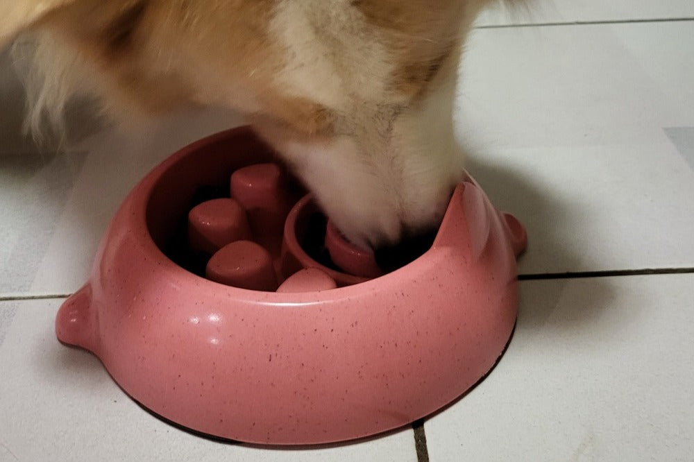5 Benefits of Washing Your Dog’s Bowl – Happy Town Pets Singapore | Eco ...